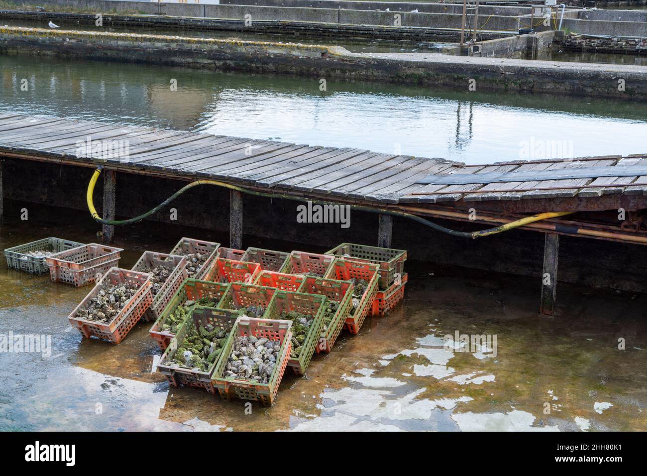 Oysters growing systems, keeping oysters in concrete oyster pits, where ...