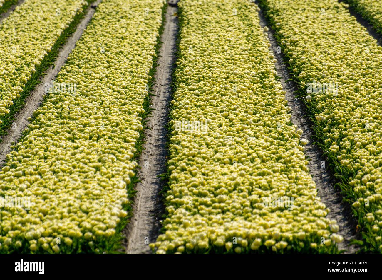 Tulip bulb production hi-res stock photography and images - Alamy