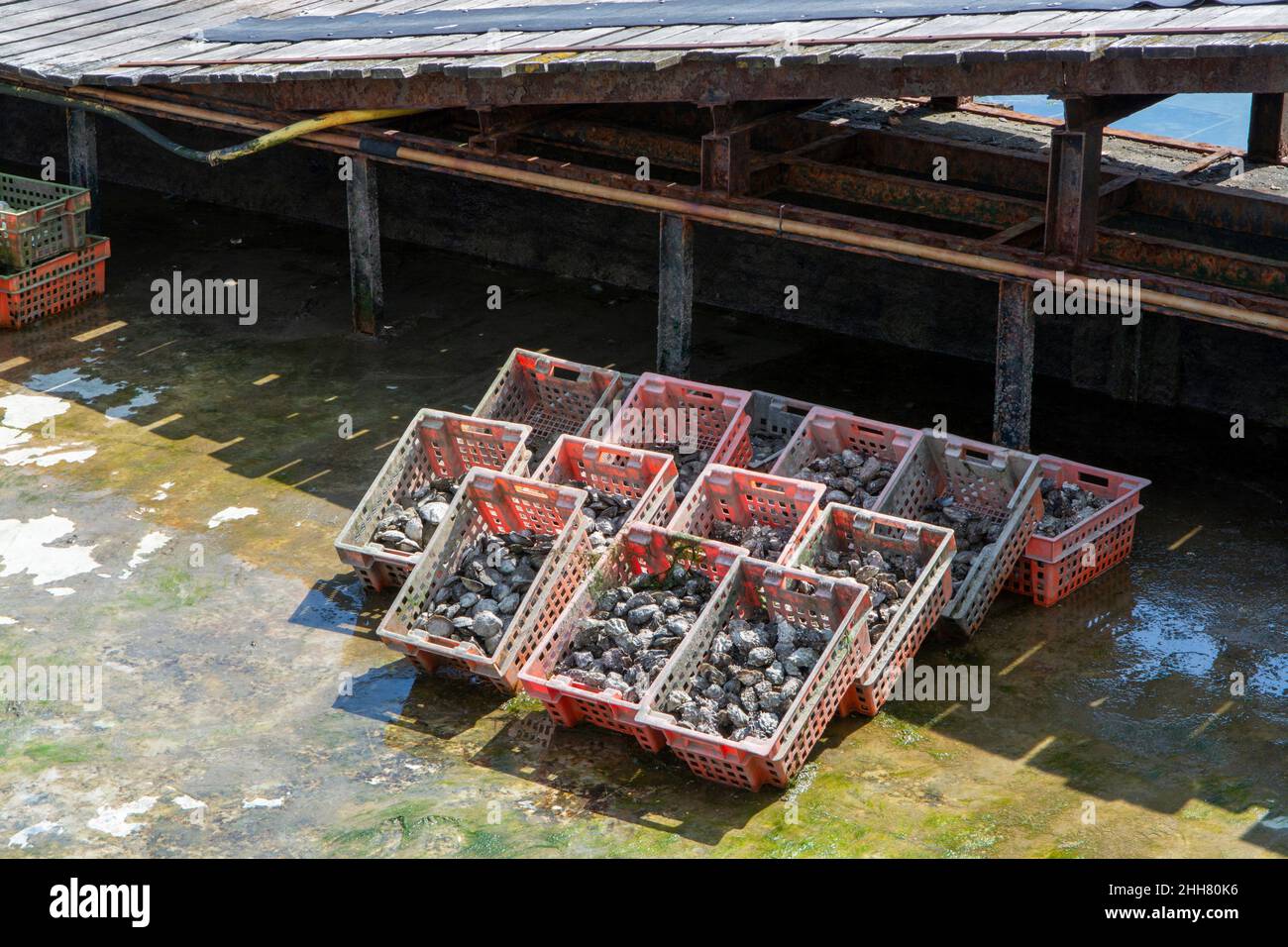 Oysters growing systems, keeping oysters in concrete oyster pits, where ...