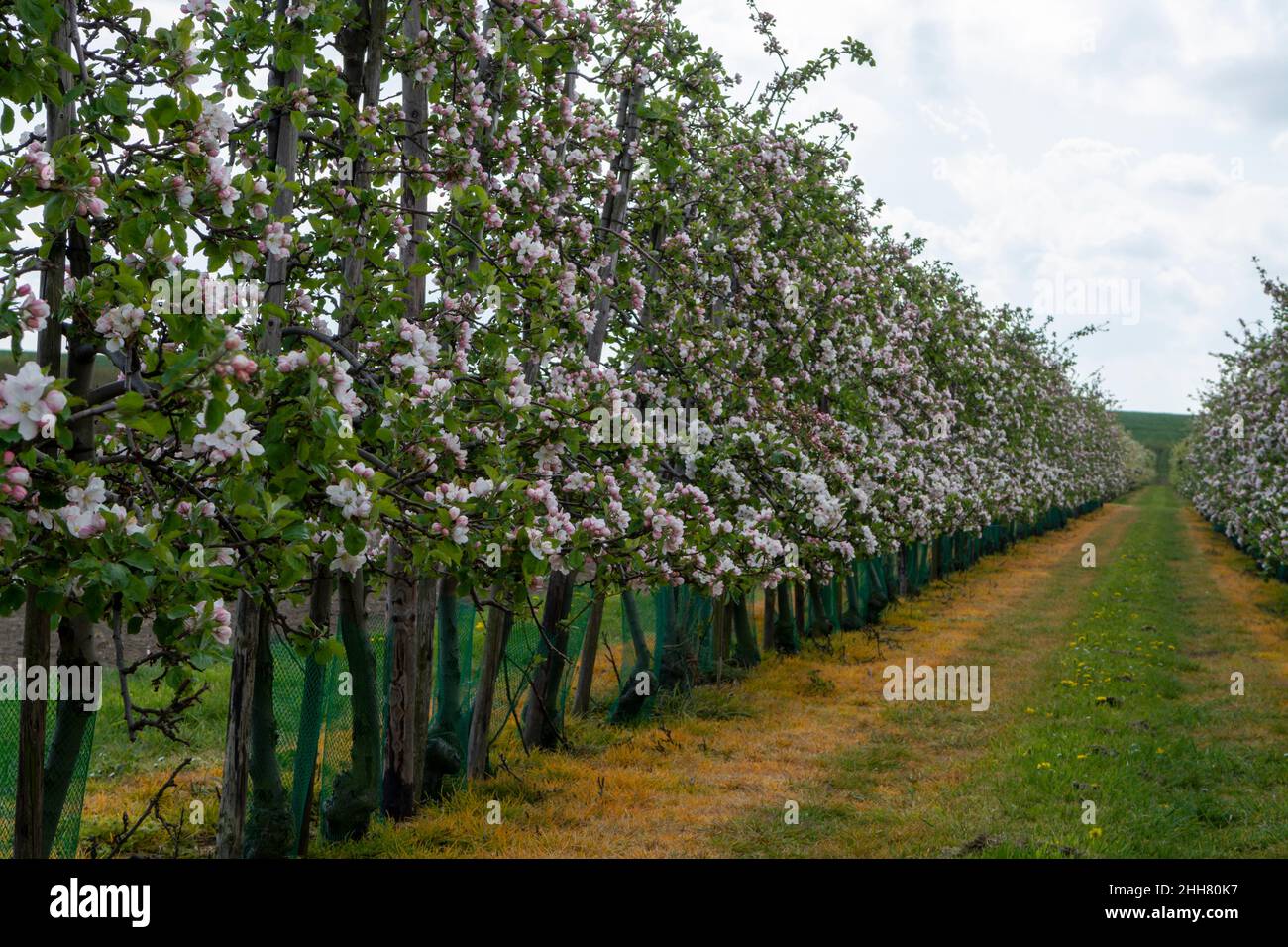 Spring pink blossom of apple trees on fruit orchards in Zeeland, the ...