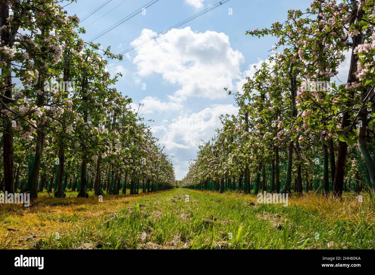 Spring pink blossom of apple trees on fruit orchards in Zeeland, the ...