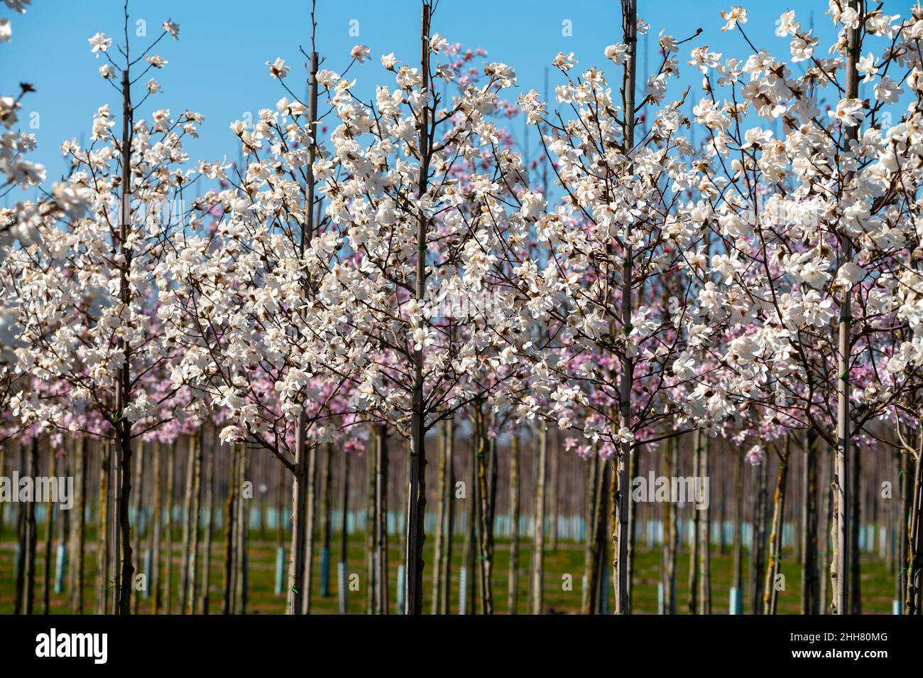 Young white magnolia trees in blossom growing on plantation on tree ...