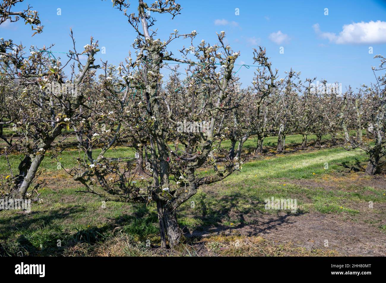 Cultivation of pear fruits on Dutch orchards, spring white blossom of ...