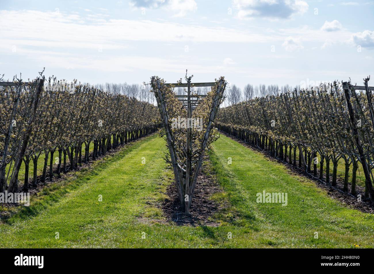 Cultivation of pear fruits on Dutch orchards, spring white blossom of ...