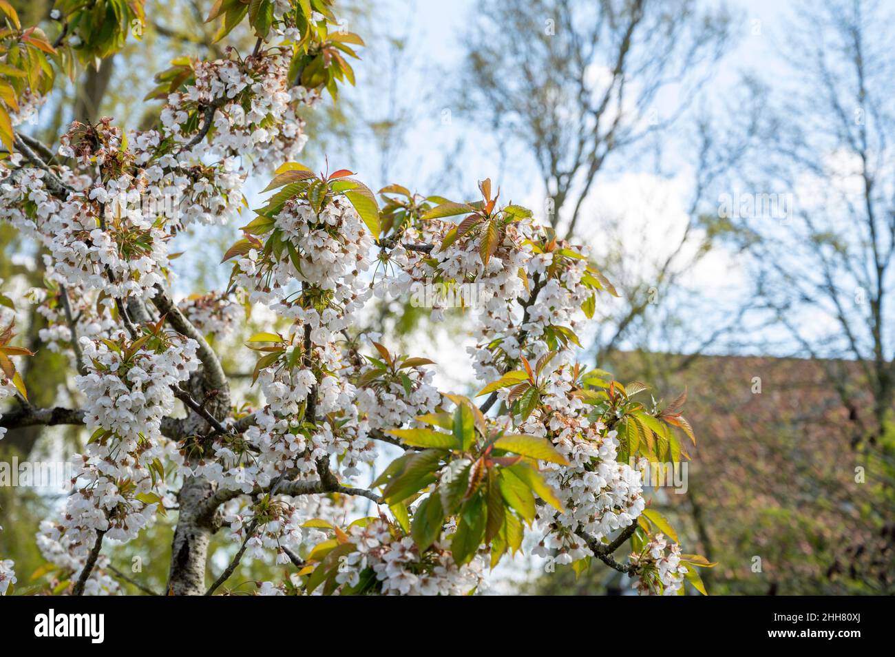 Spring white blossom of sweet cherry trees on fruit orchards in Zeeland ...