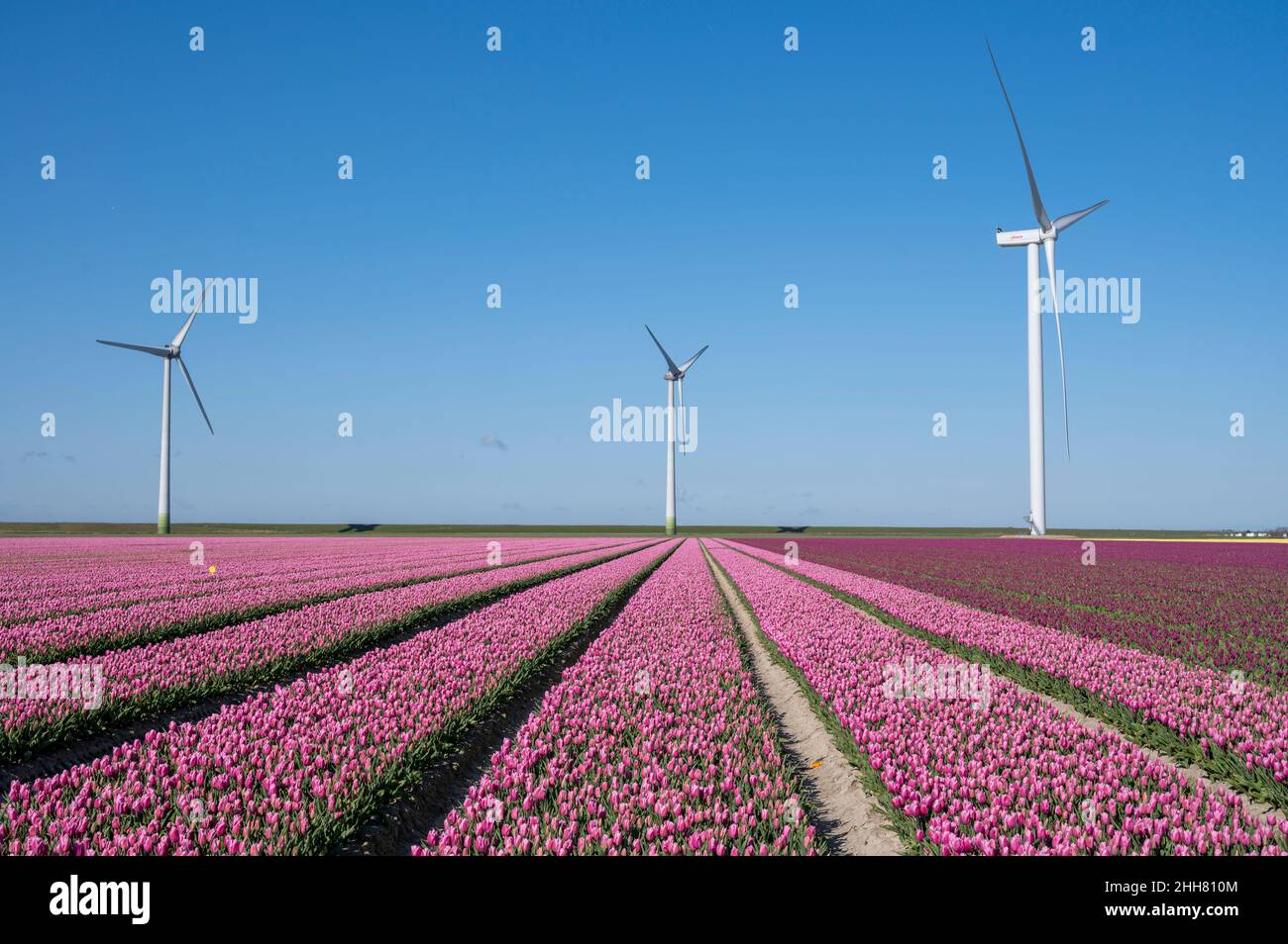 Tulips bulbs production in Netherlands, colorful spring fields with ...