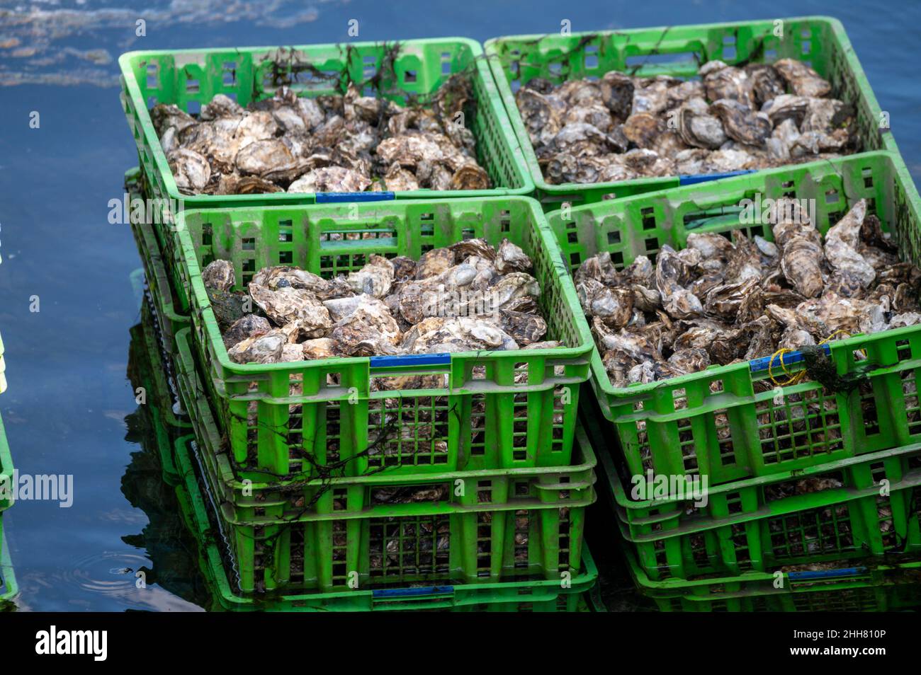 Oysters growing systems, keeping oysters in concrete oyster pits, where ...