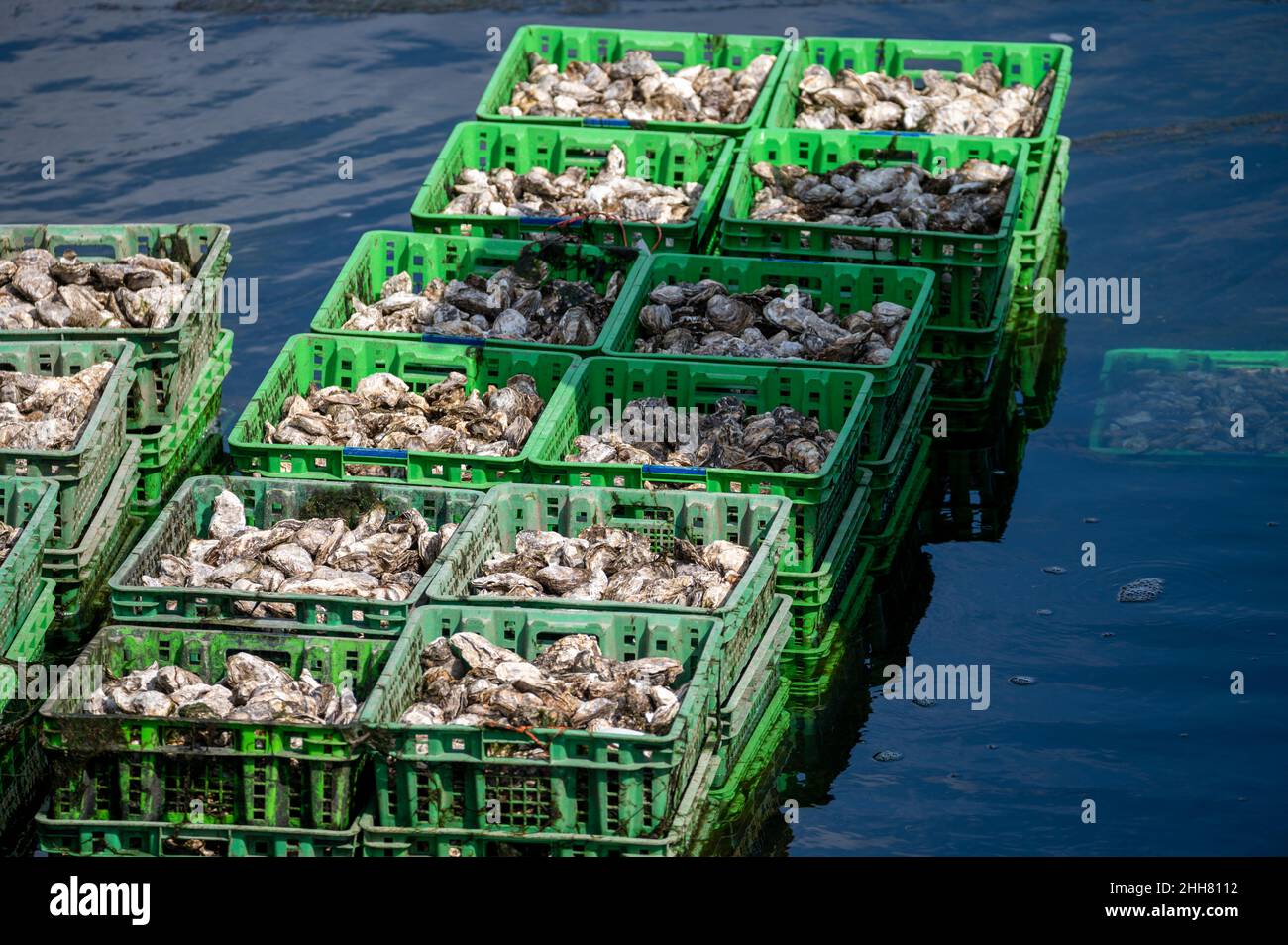 Oysters growing systems, keeping oysters in concrete oyster pits, where ...