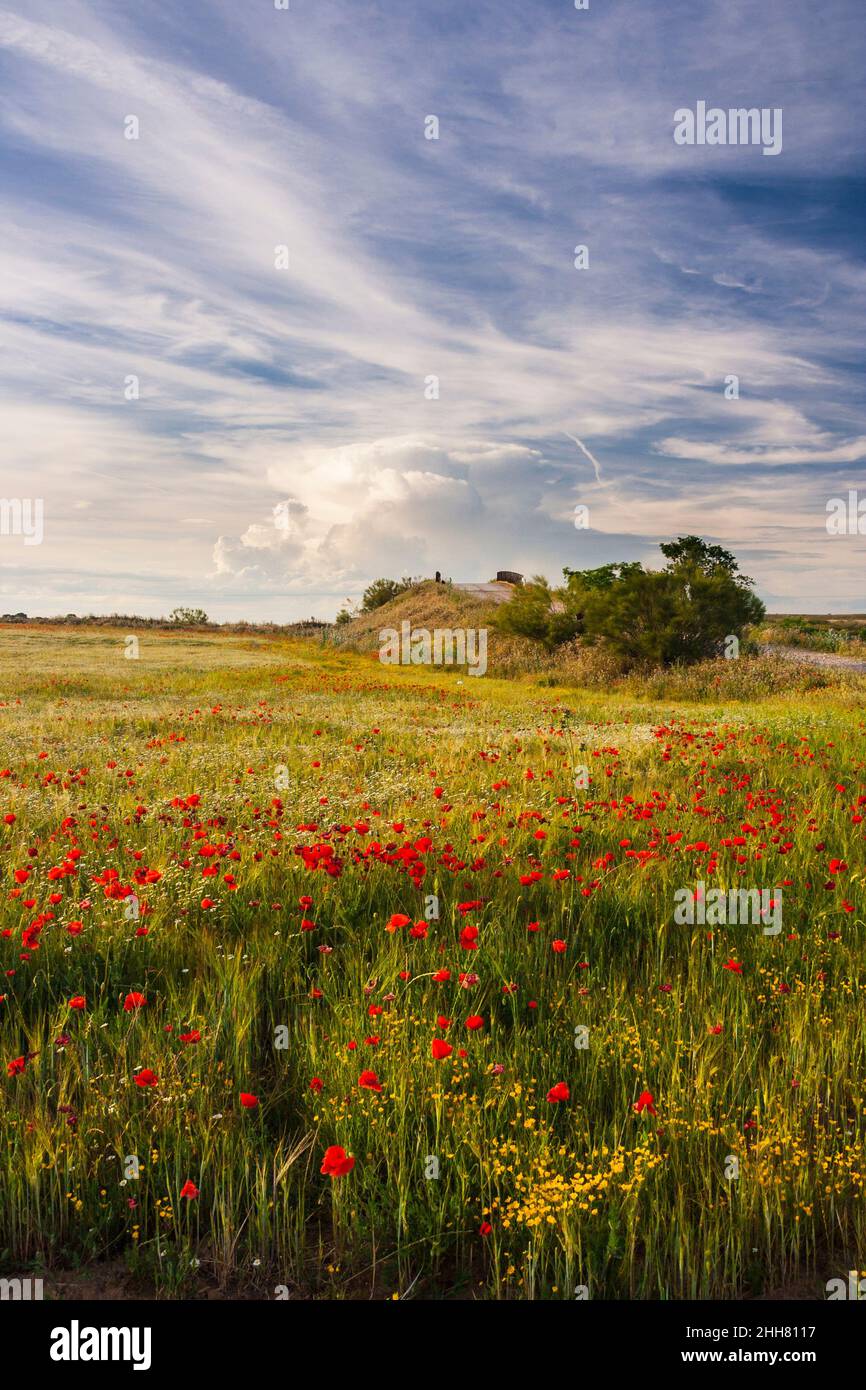 Hoja árbol hi-res stock photography and images - Alamy