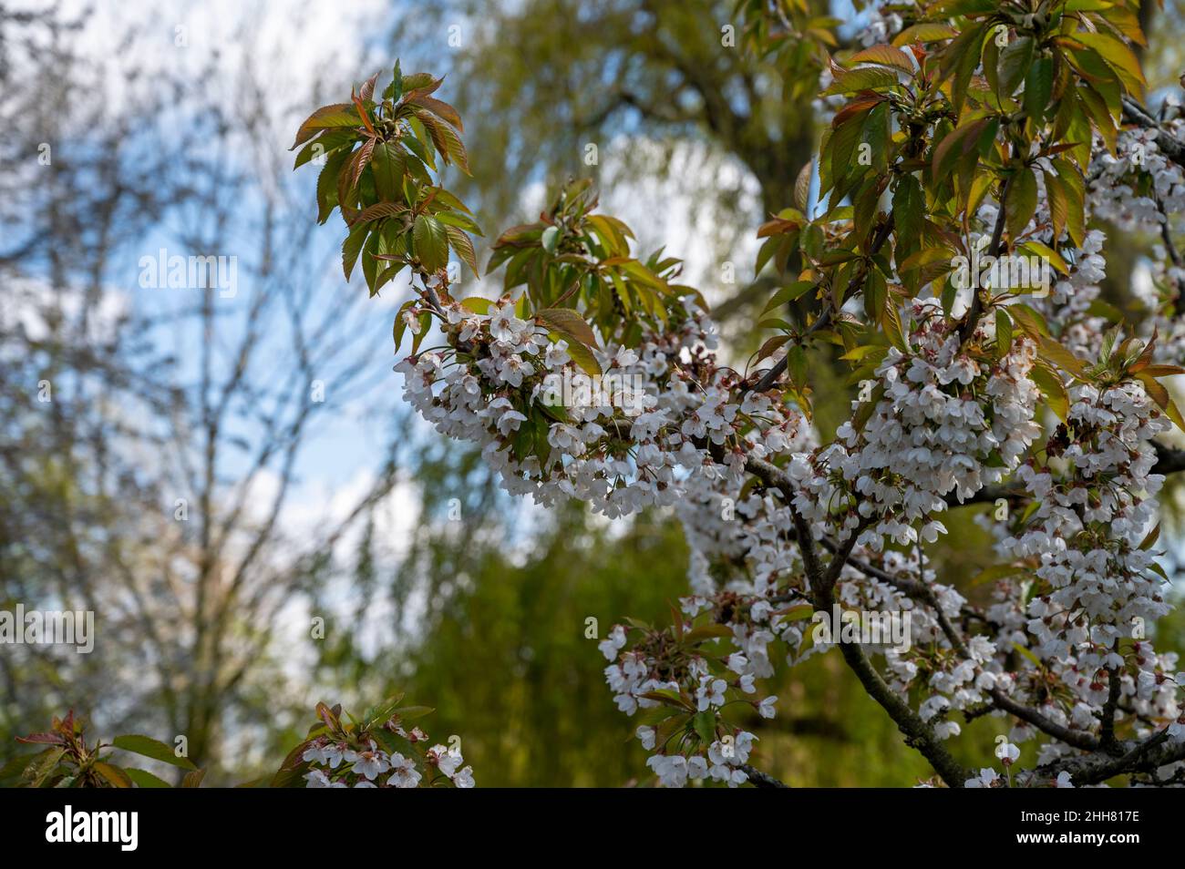 Spring white blossom of sweet cherry trees on fruit orchards in Zeeland ...