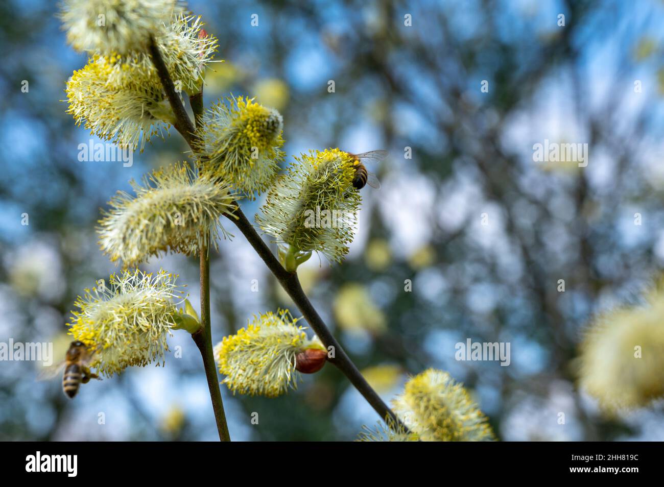 Bees pollinate spring blooming willow tree in garden, flora and fauna ...