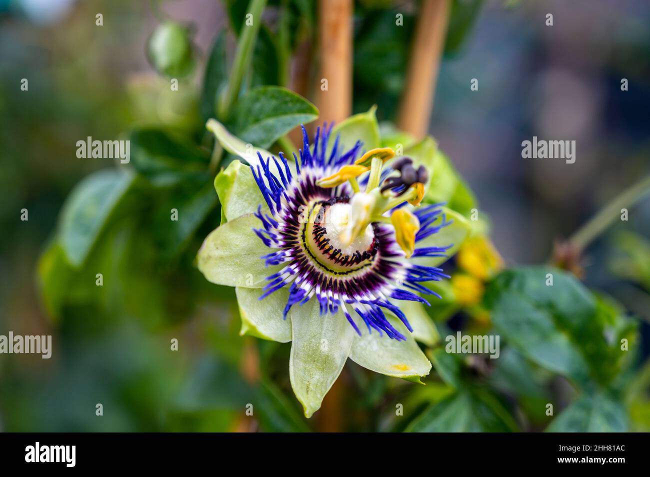 Botanical collection, beatiful flowers of passiflora plant with edible ...