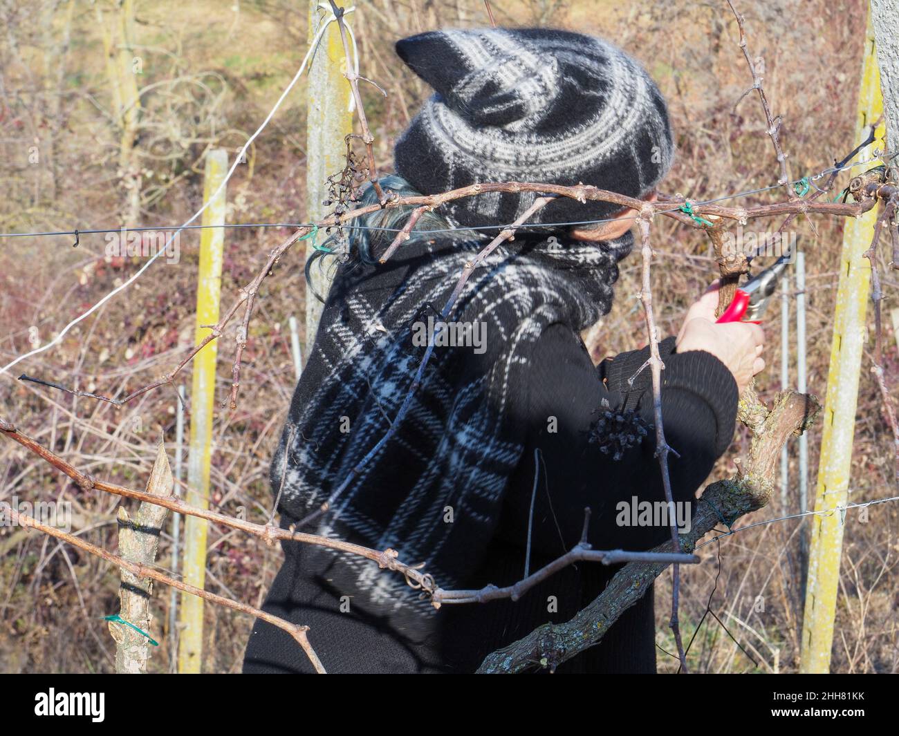 senior caucasian wine maker pruning grapes vines in the organic farm ...