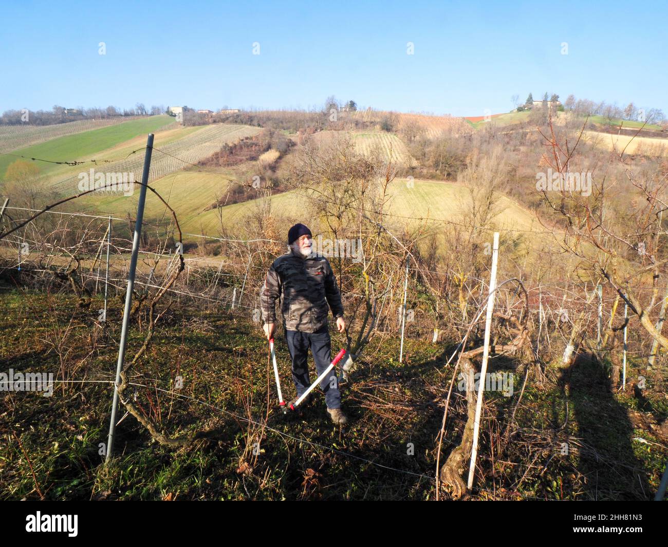 senior caucasian wine maker pruning grapes vines in the organic farm ...
