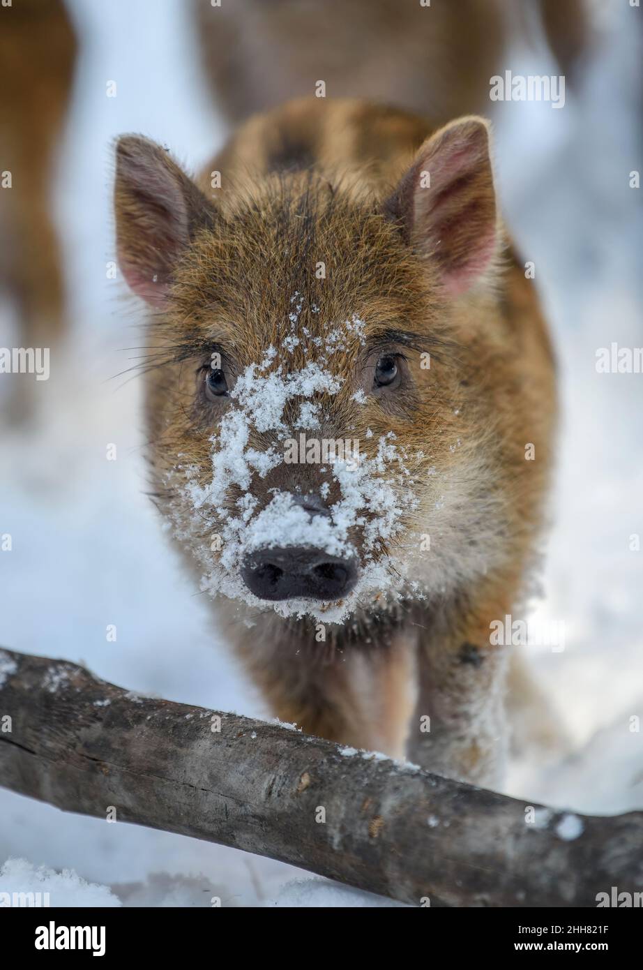 Portrait baby wild pig in forest with snow. Wild boar, Sus scrofa, in ...