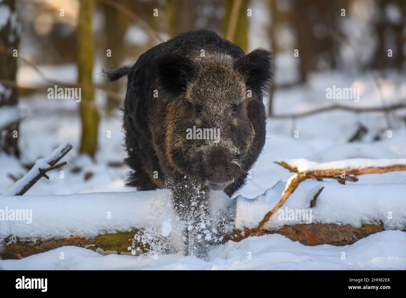 Pig in snow hi-res stock photography and images - Alamy