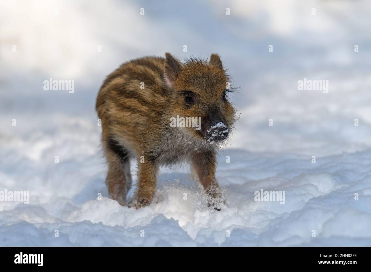 Striped pig hi-res stock photography and images - Alamy