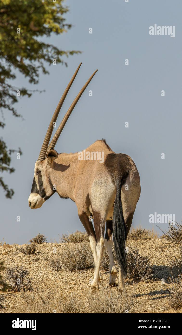 Gemsbok in the Kgalagadi Stock Photo - Alamy