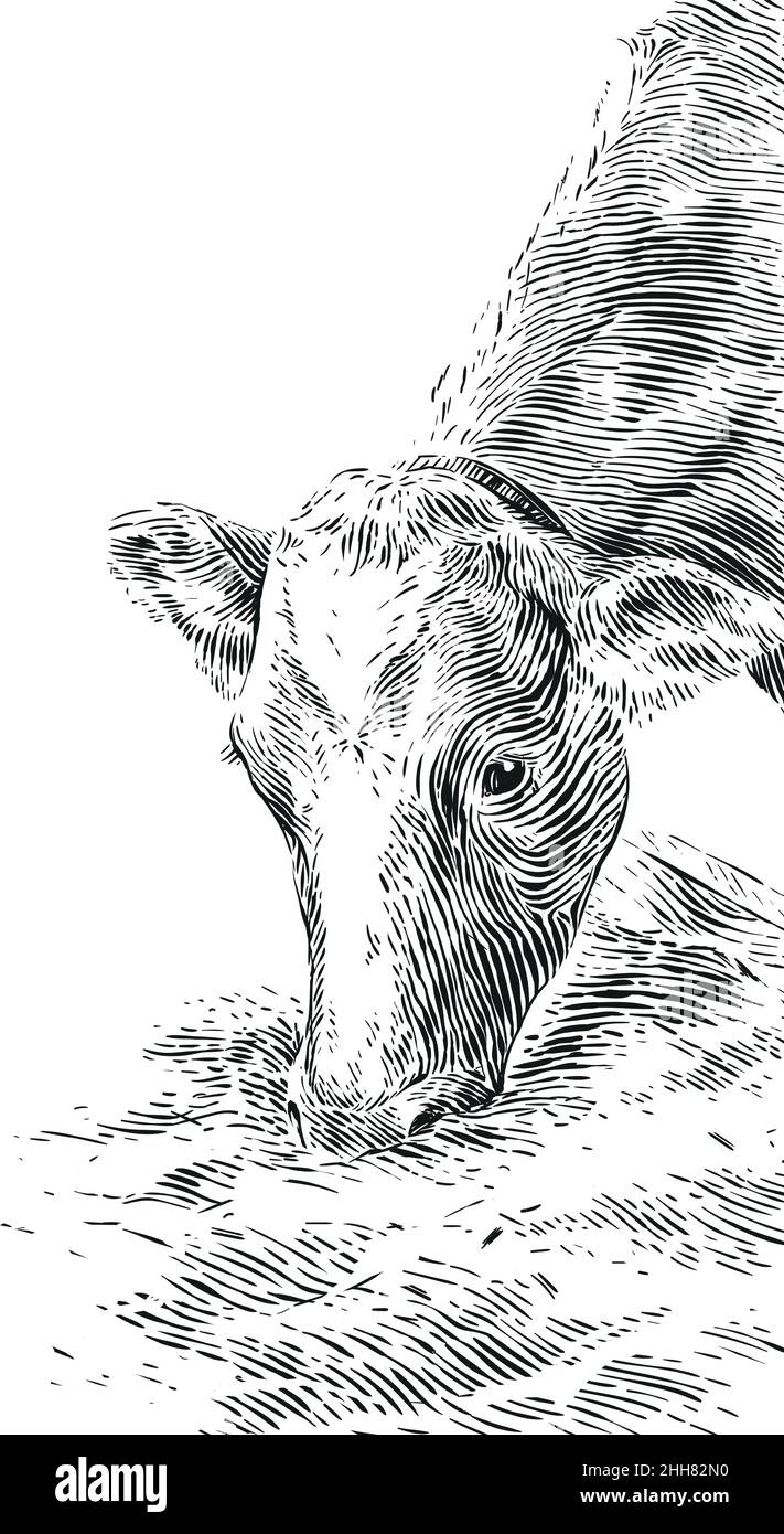 feeding cows with hay hand drawing sketch engraving illustration style ...