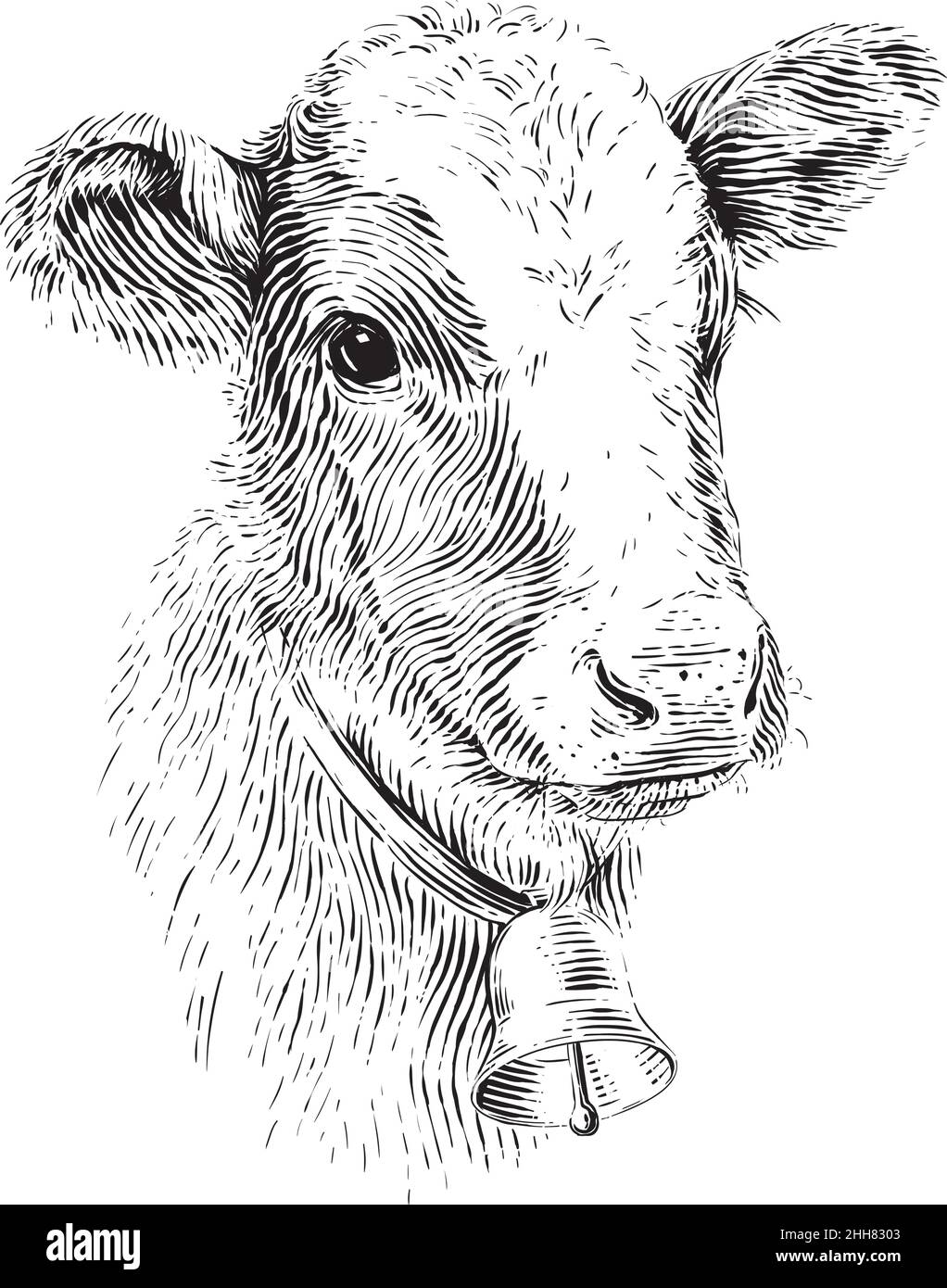 Beef cow sketch Black and White Stock Photos & Images - Alamy
