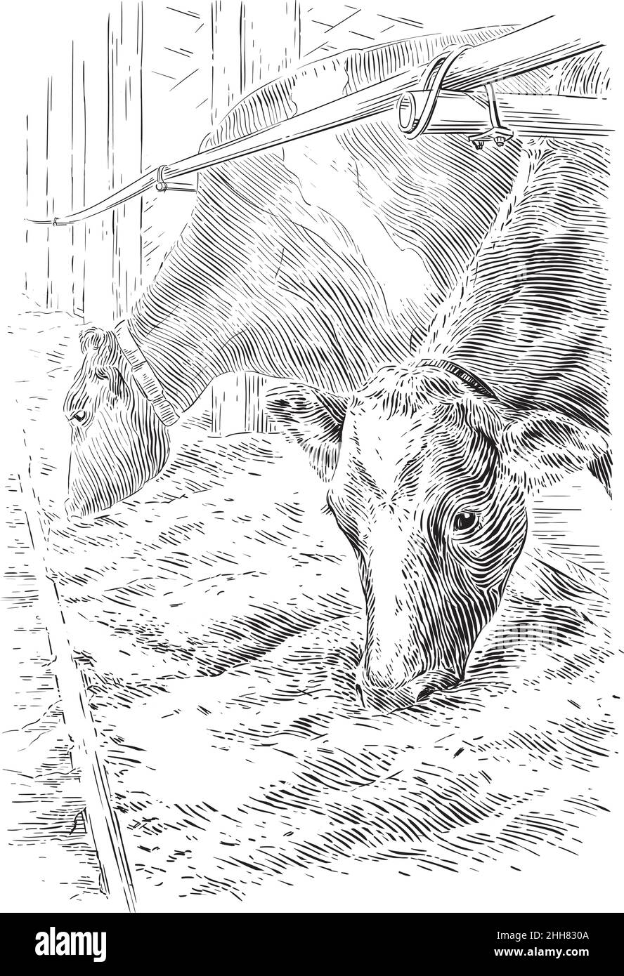 feeding cows with hay hand drawing sketch engraving illustration style ...