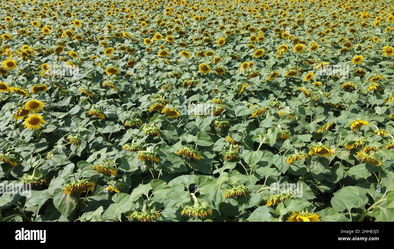 Sunflower field, top view. Sunflower plants bloom in a farmer's field ...