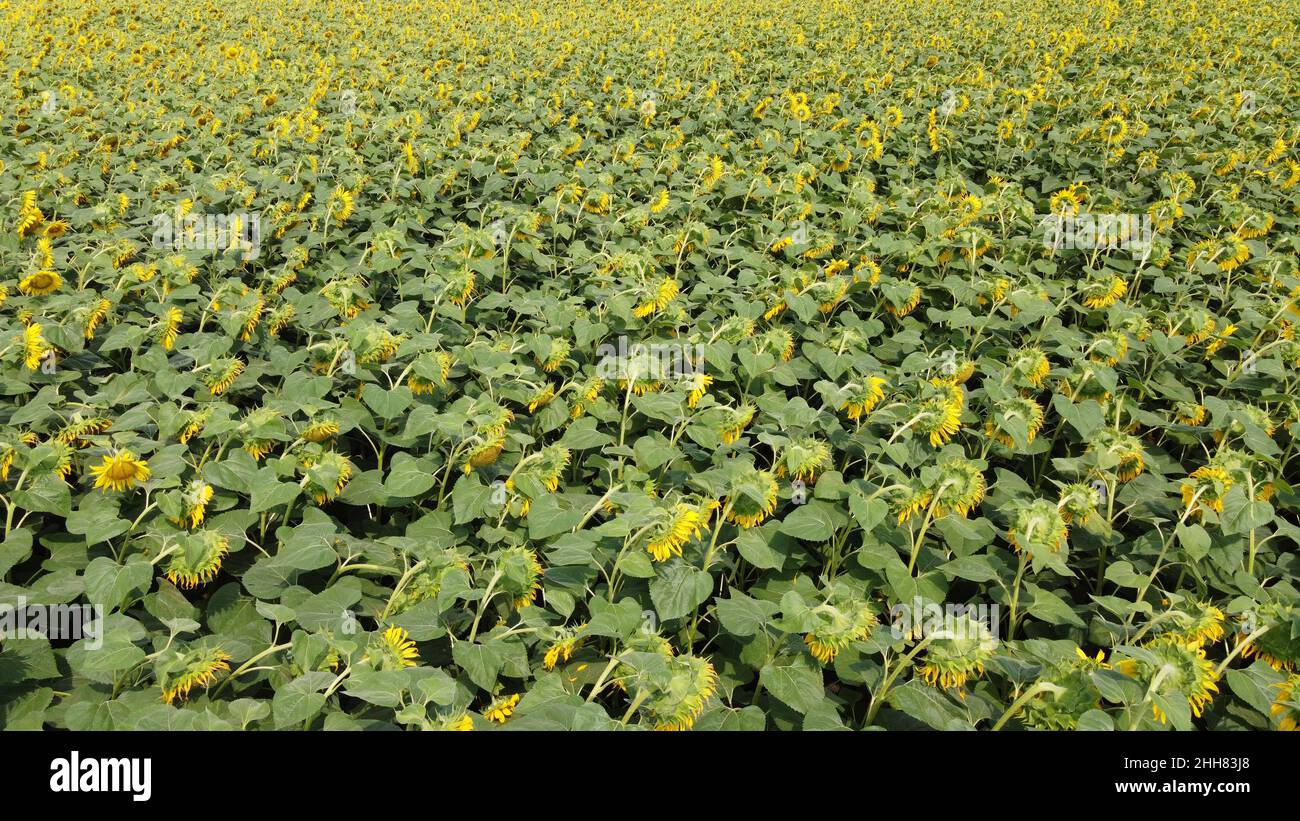 Sunflower field, top view. Sunflower plants bloom in a farmer's field ...