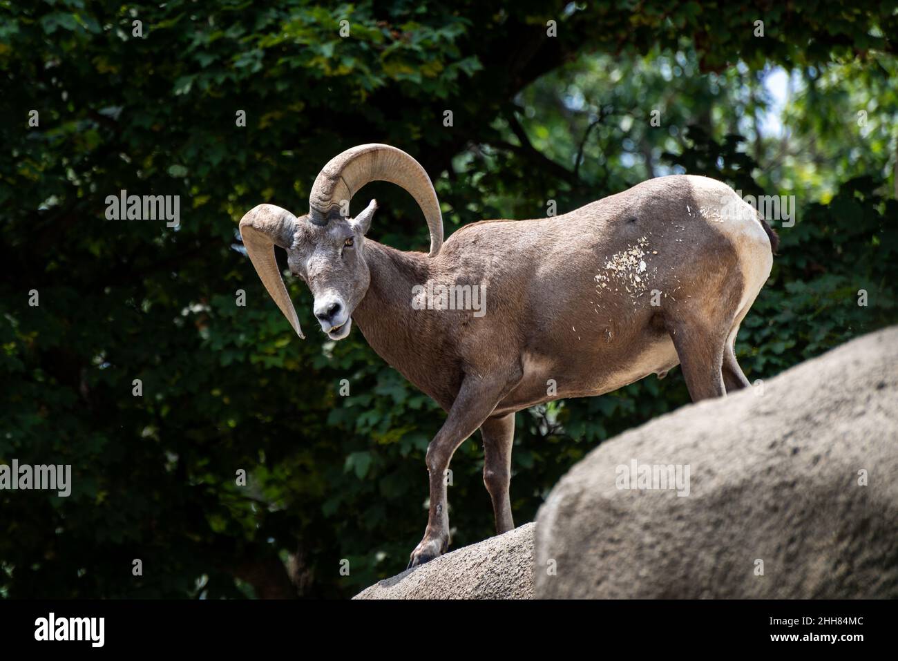 Ram on Rock Stock Photo - Alamy