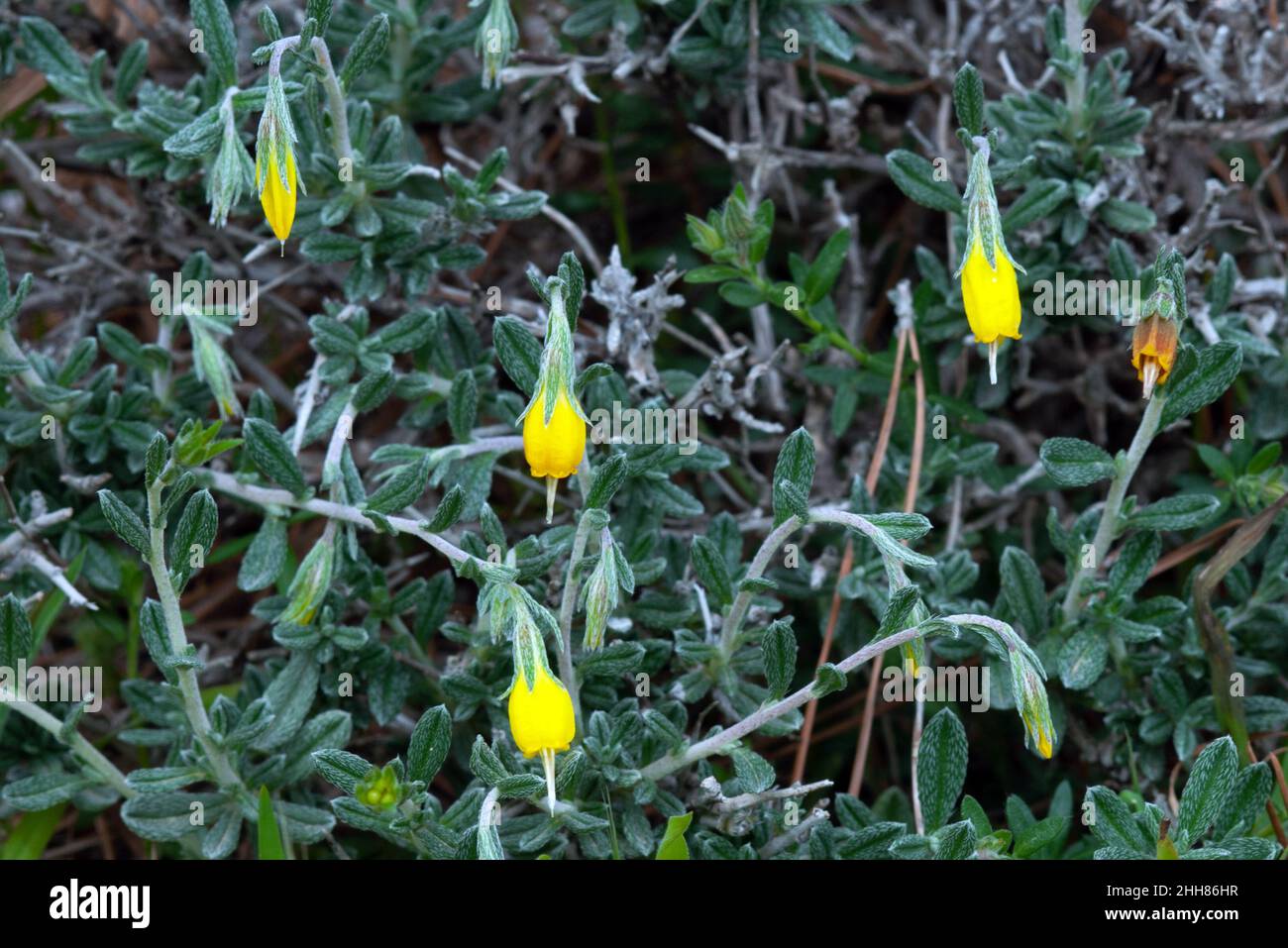 Onosma fruticosa is small shrub endemic to Cyprus. It grows on dry ...