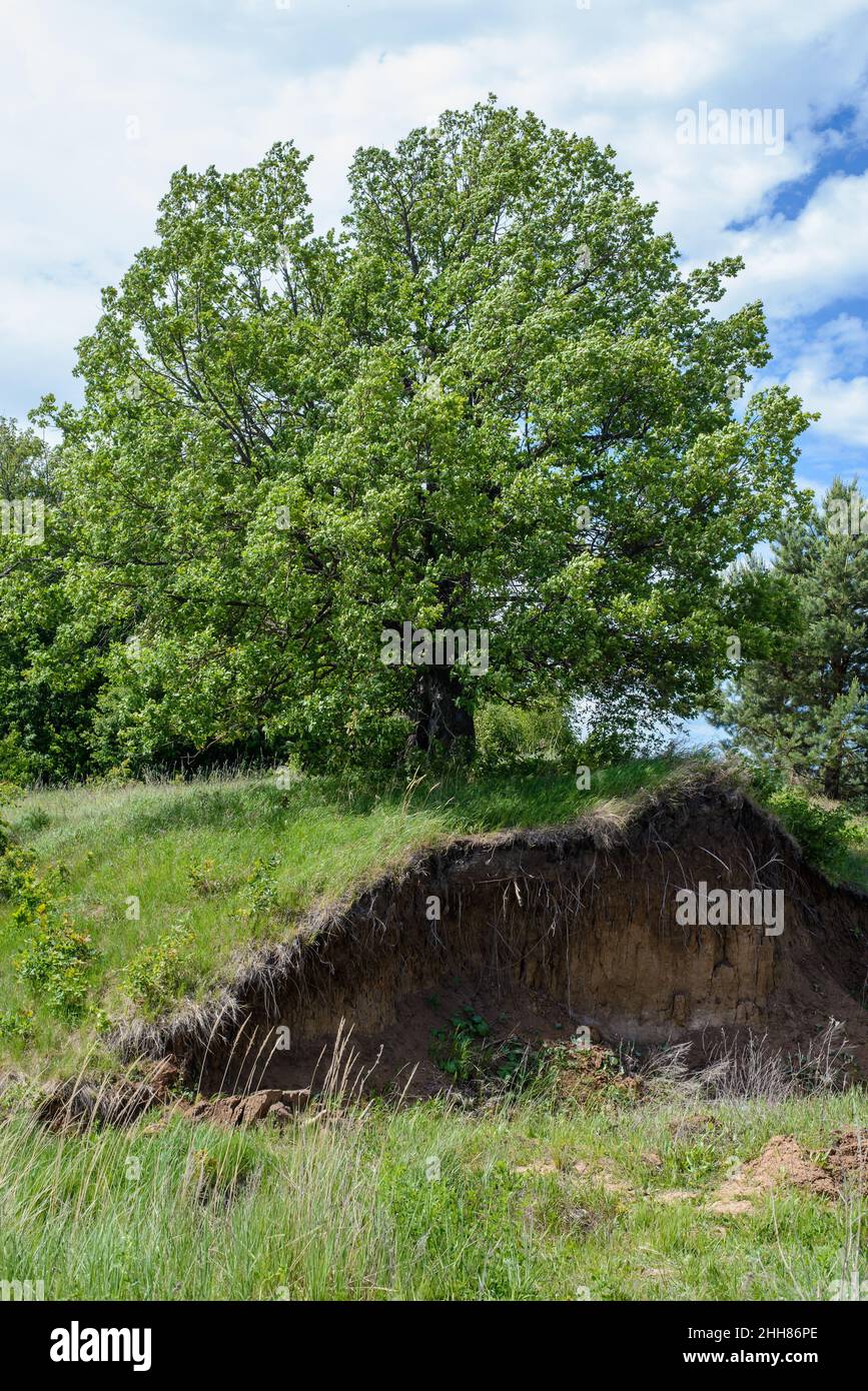 A large spreading green oak tree on a hill on a sunny summer day Stock ...