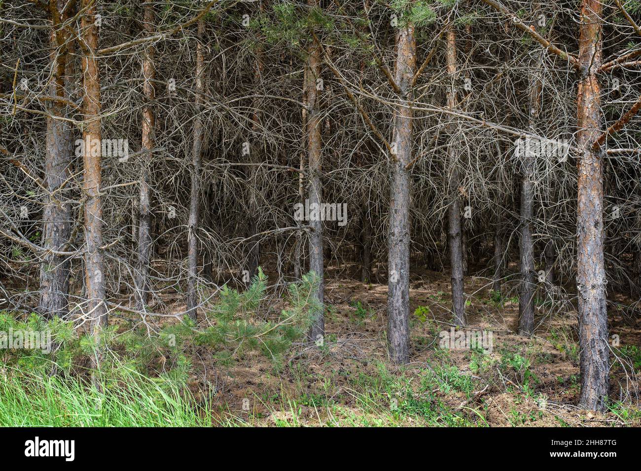 Dry trees with protruding branches in a gloomy dark spruce forest Stock ...