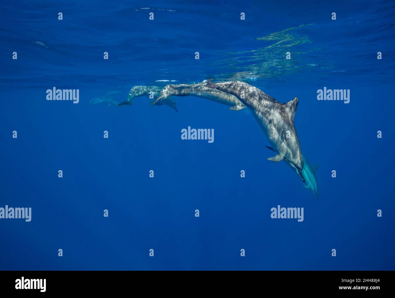 Spinner dolphin, Stenella longirostris, underwater, Hawaii Stock Photo ...