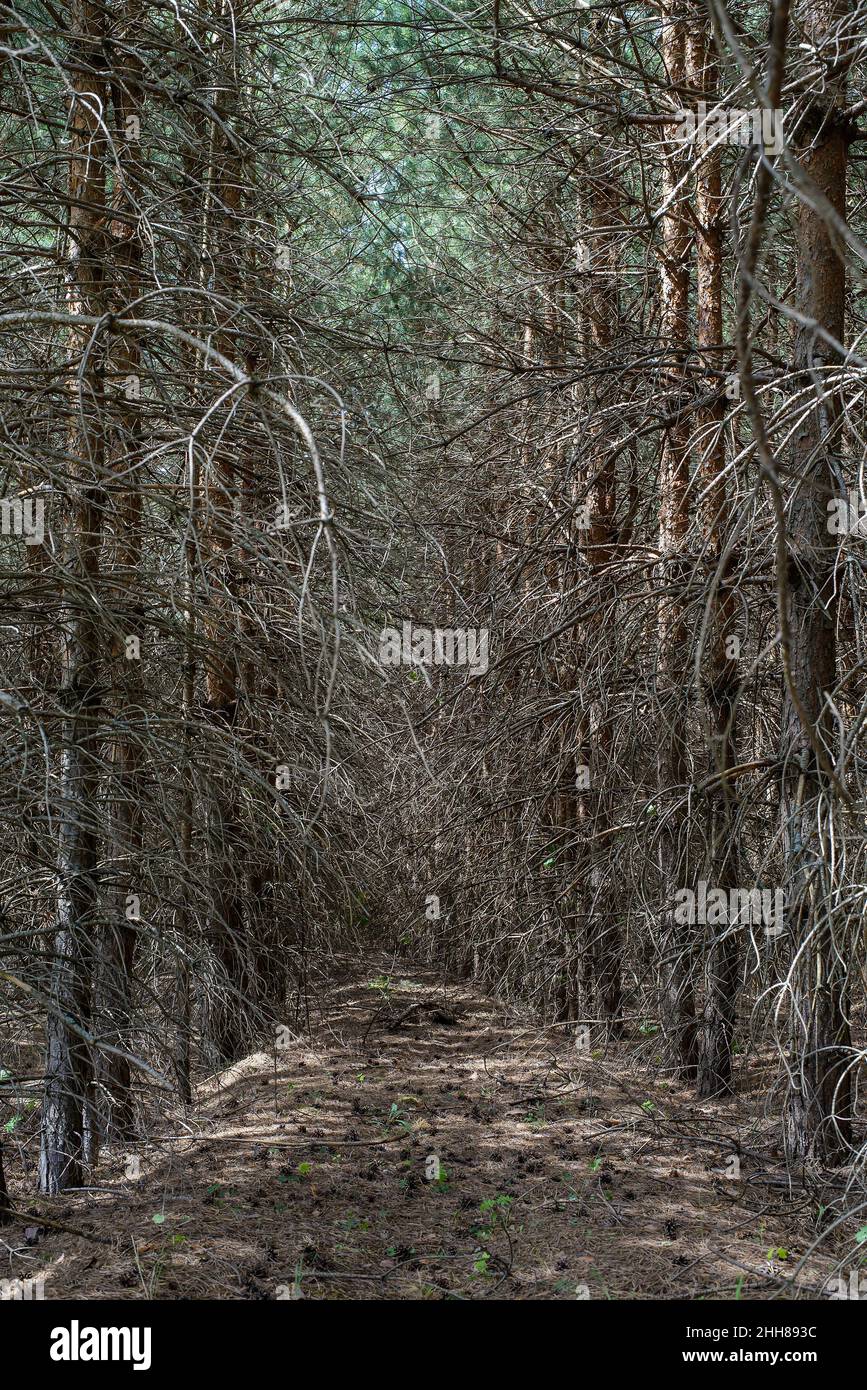 Dry trees with protruding branches in a gloomy dark spruce forest Stock ...