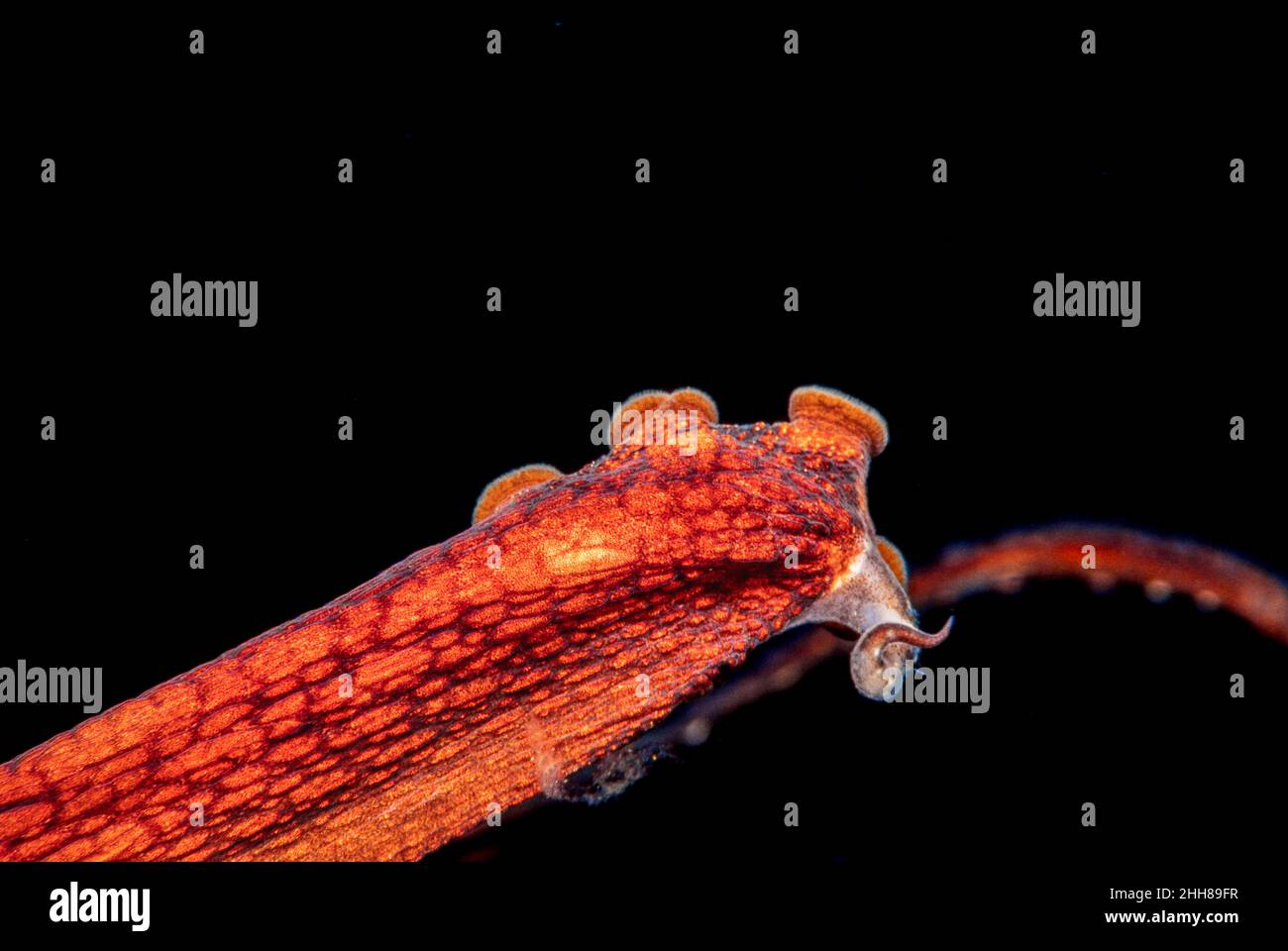 Amputated by a predator, tip of this day octopus, Octopus cyanea ...