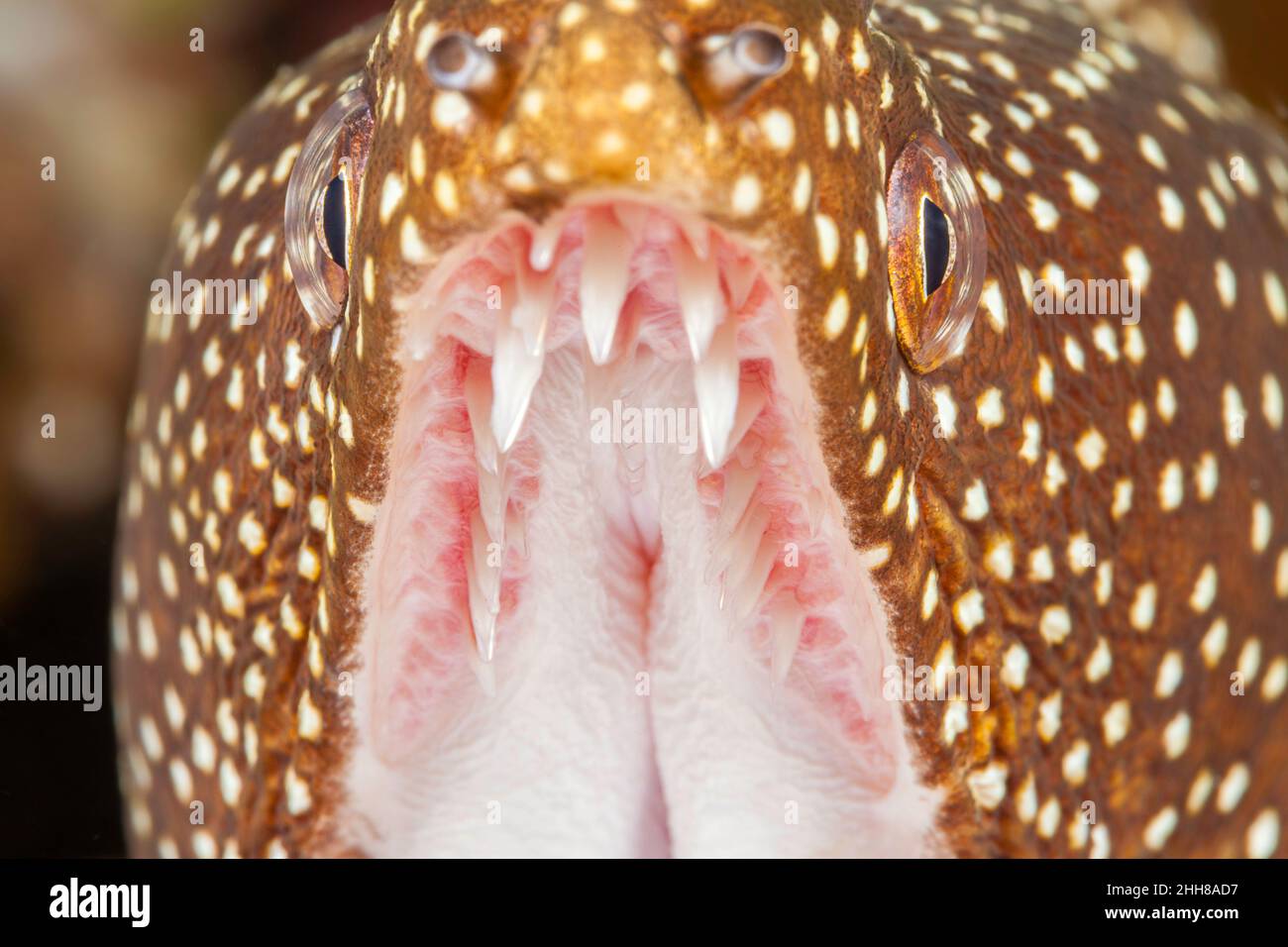 Needle sharp teeth hi-res stock photography and images - Alamy