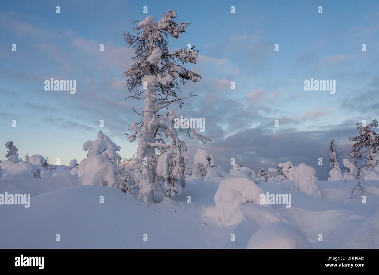 snowy trees in a fell landscape in Finnish Lapland Stock Photo - Alamy