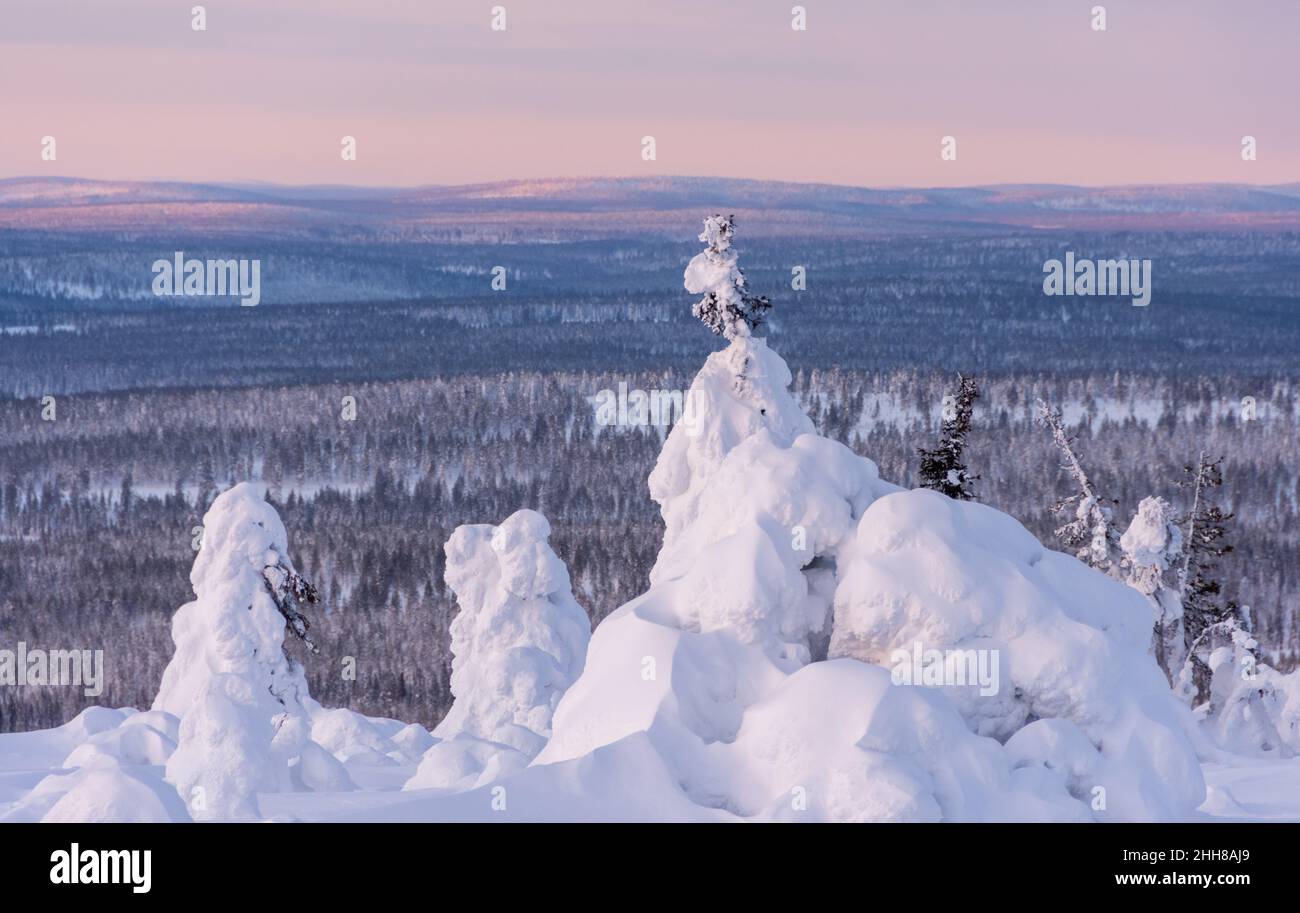 snowy trees in a fell landscape in Finnish Lapland Stock Photo - Alamy