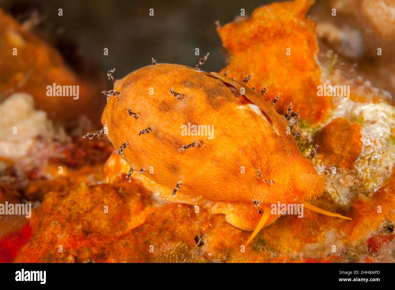 This image shows the animal almost completely covering it's shell ...