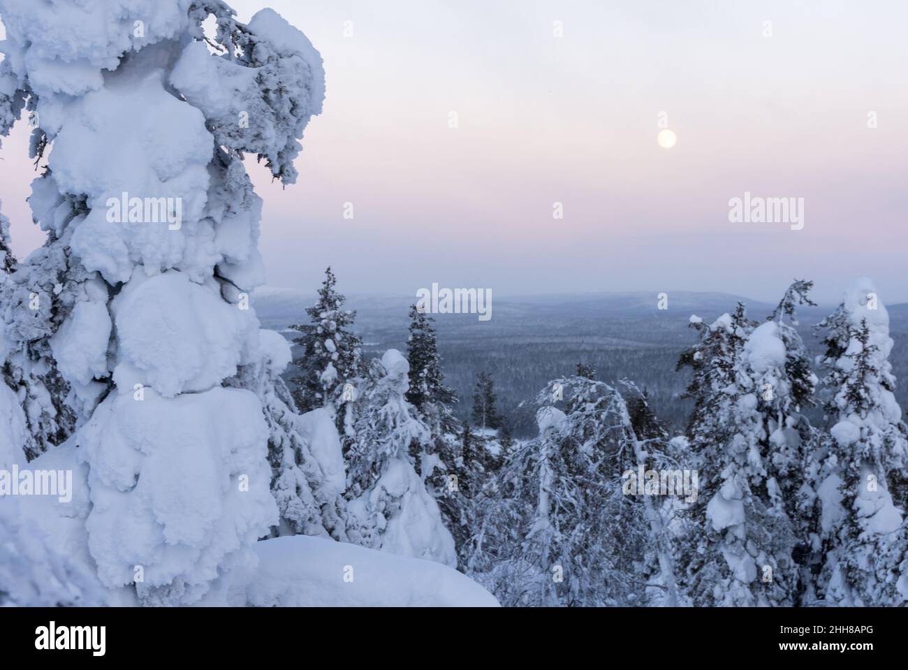 snowy trees in a fell landscape in Finnish Lapland Stock Photo - Alamy