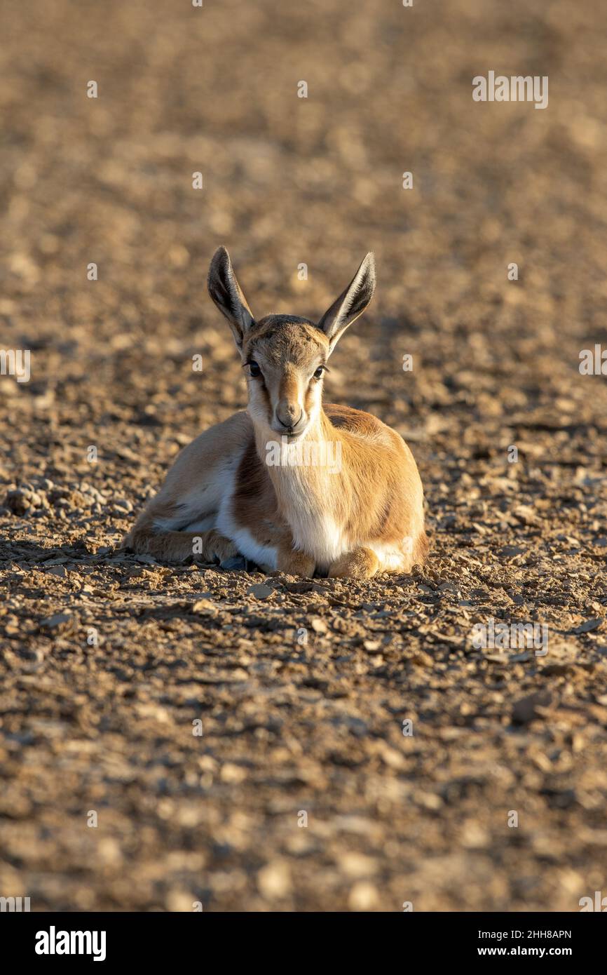 Young Springbok in the Kgalagadi Stock Photo - Alamy