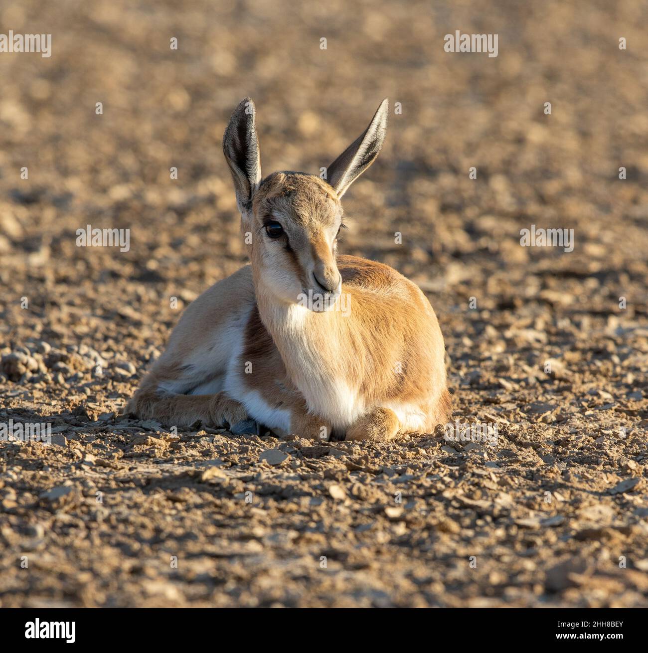 Young Springbok in the Kgalagadi Stock Photo - Alamy