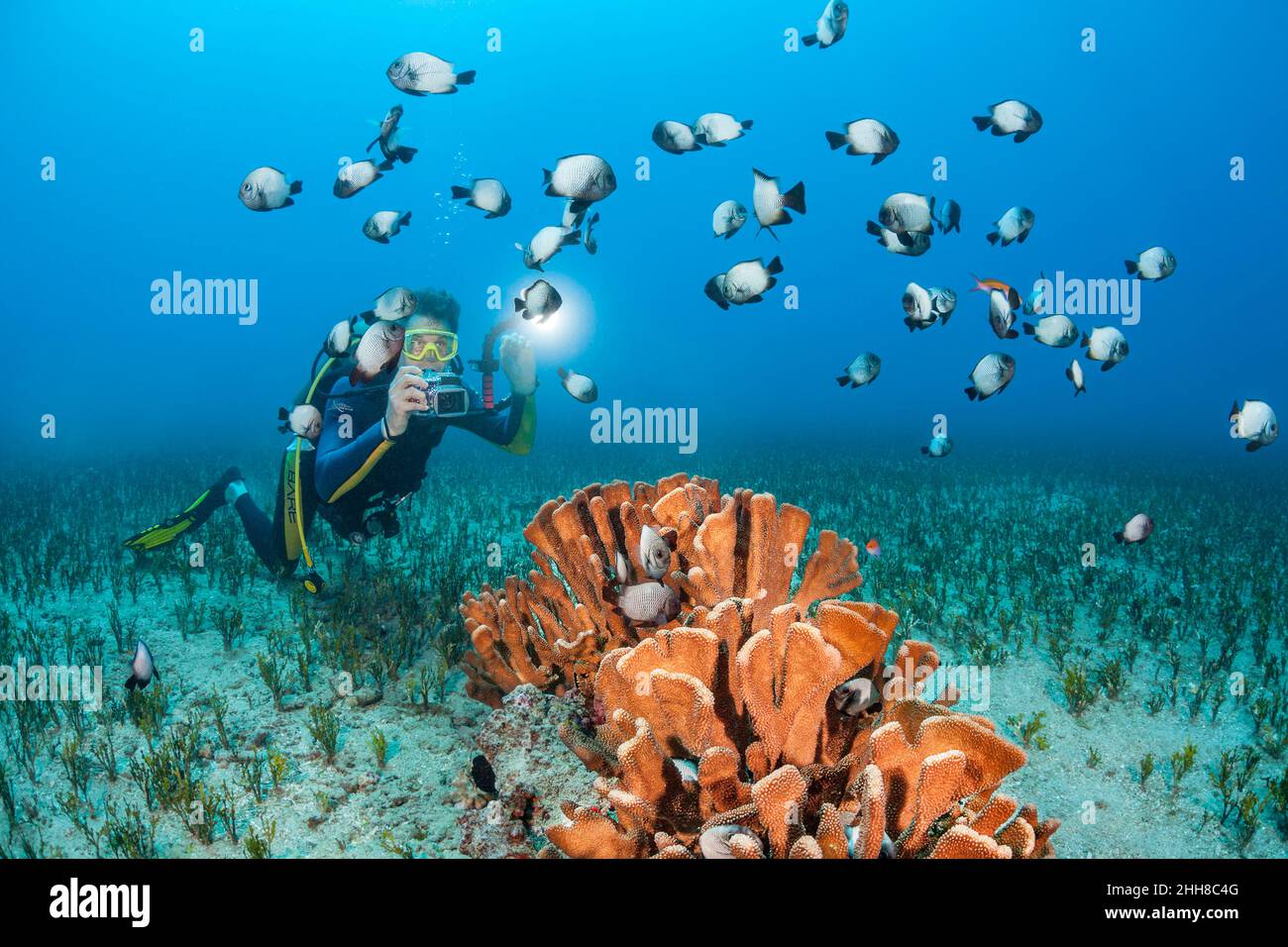 A photographer (MR) lines up on a group of Hawaiian domino damselfish ...