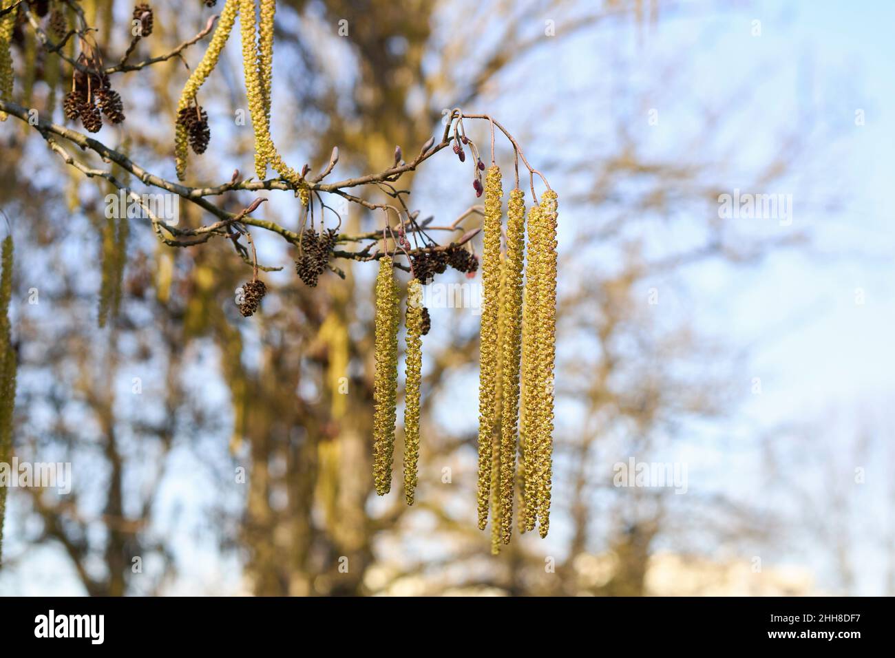 Alnus glutinosa tree in bloom Stock Photo - Alamy