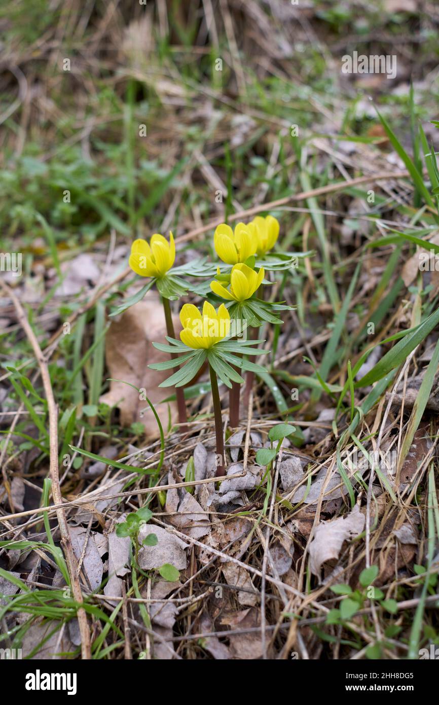 Eranthis hyemalis yellow inflorescence Stock Photo - Alamy