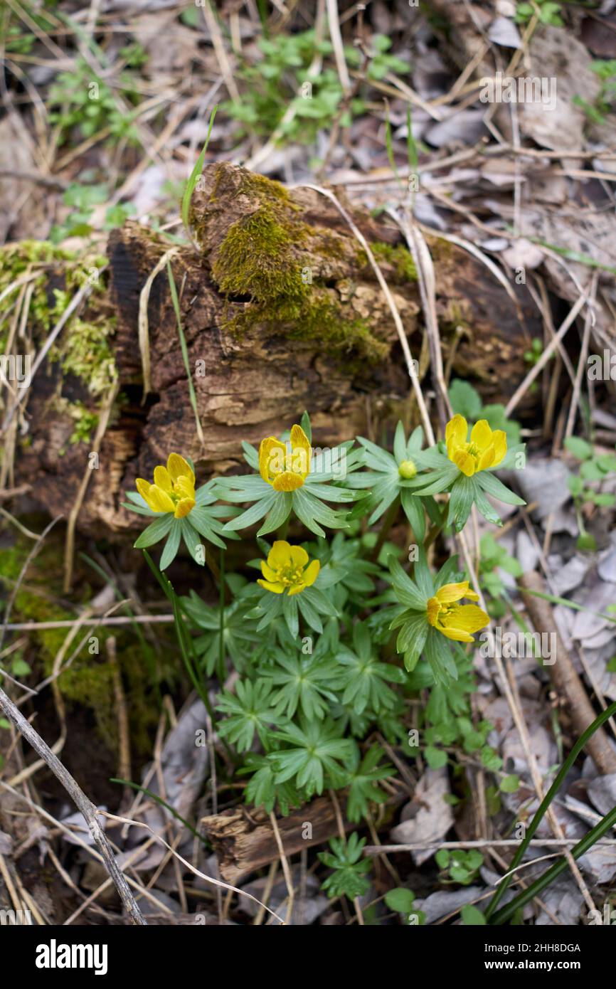 Eranthis hyemalis yellow inflorescence Stock Photo - Alamy