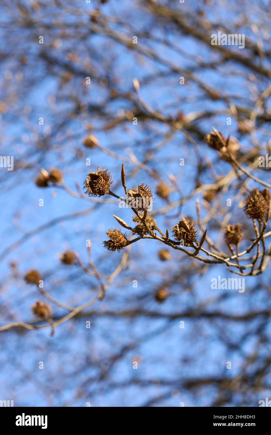 Fagus sylvatica tree in winter Stock Photo - Alamy