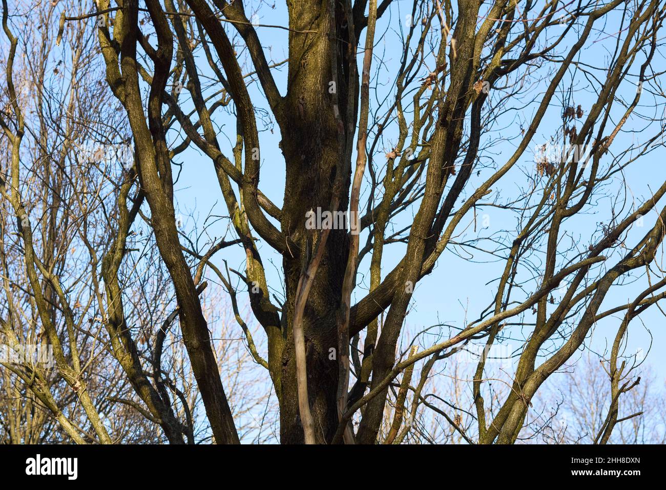 Quercus robur fastigiata tree in winter Stock Photo - Alamy