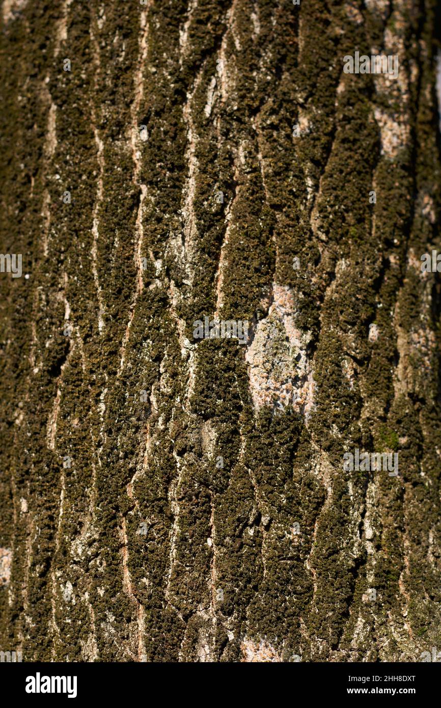 Quercus robur fastigiata tree in winter Stock Photo - Alamy