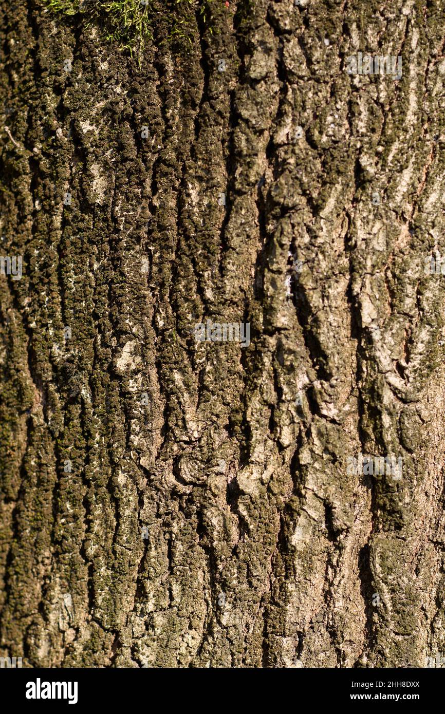 Quercus robur fastigiata tree in winter Stock Photo - Alamy