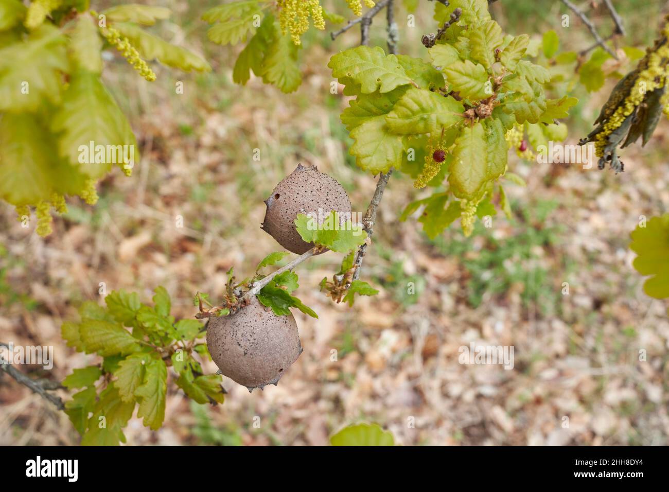 Quercus robur tree in bloom Stock Photo - Alamy